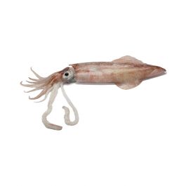 Calamari C4 10/12cm 5Kg ungeputzt Patagonien MAPEXEL